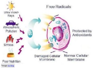 Five Factors That Cause Skin Aging Faster